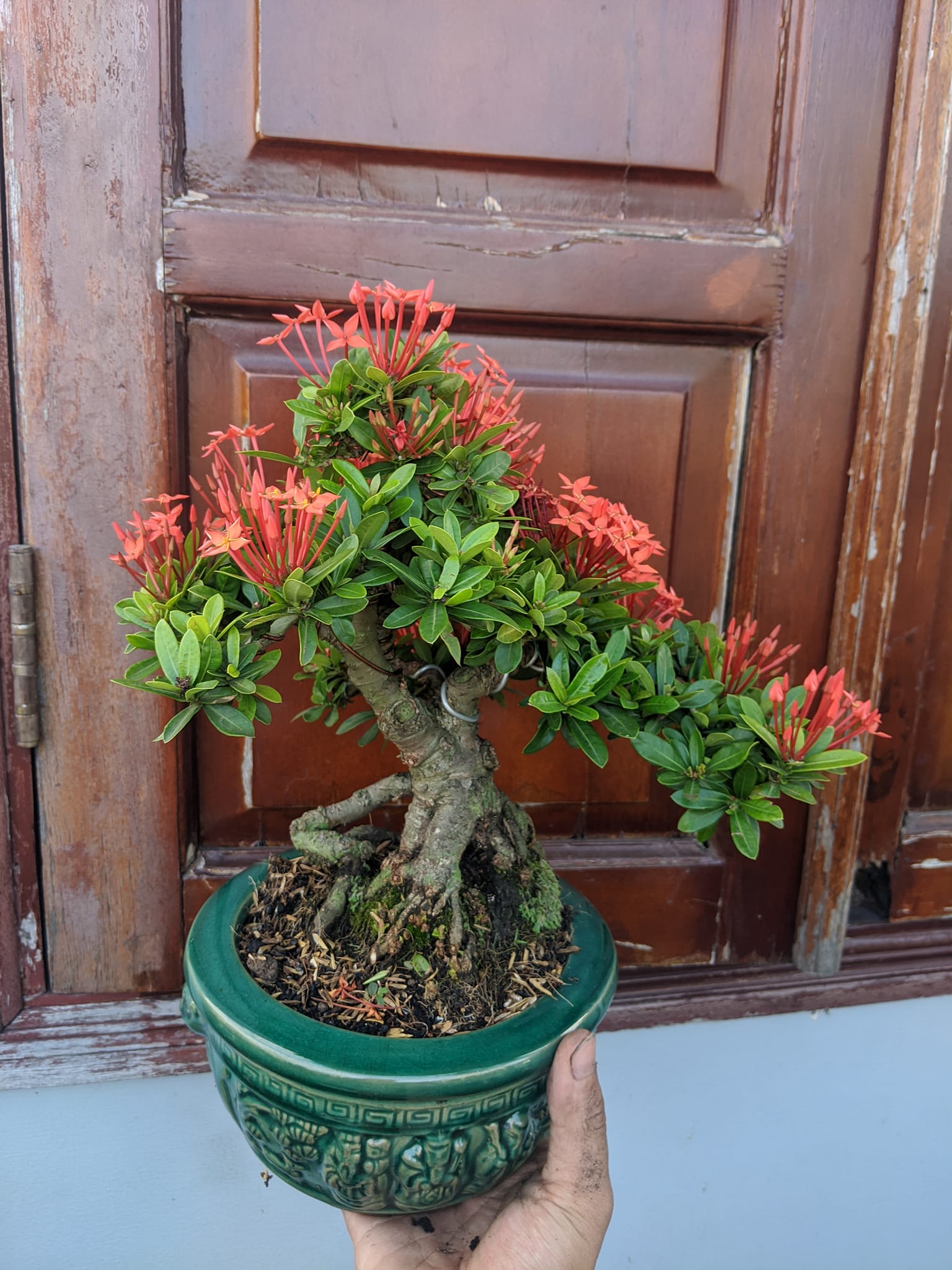 Bonsai mini để bàn: dáng độc lạ, dáng trực, ôm đá, dáng thác đổ