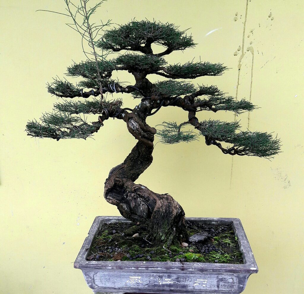 Cây Phi lao bonsai đủ các dáng thế, giá bán, ý nghĩa, cách chăm sóc