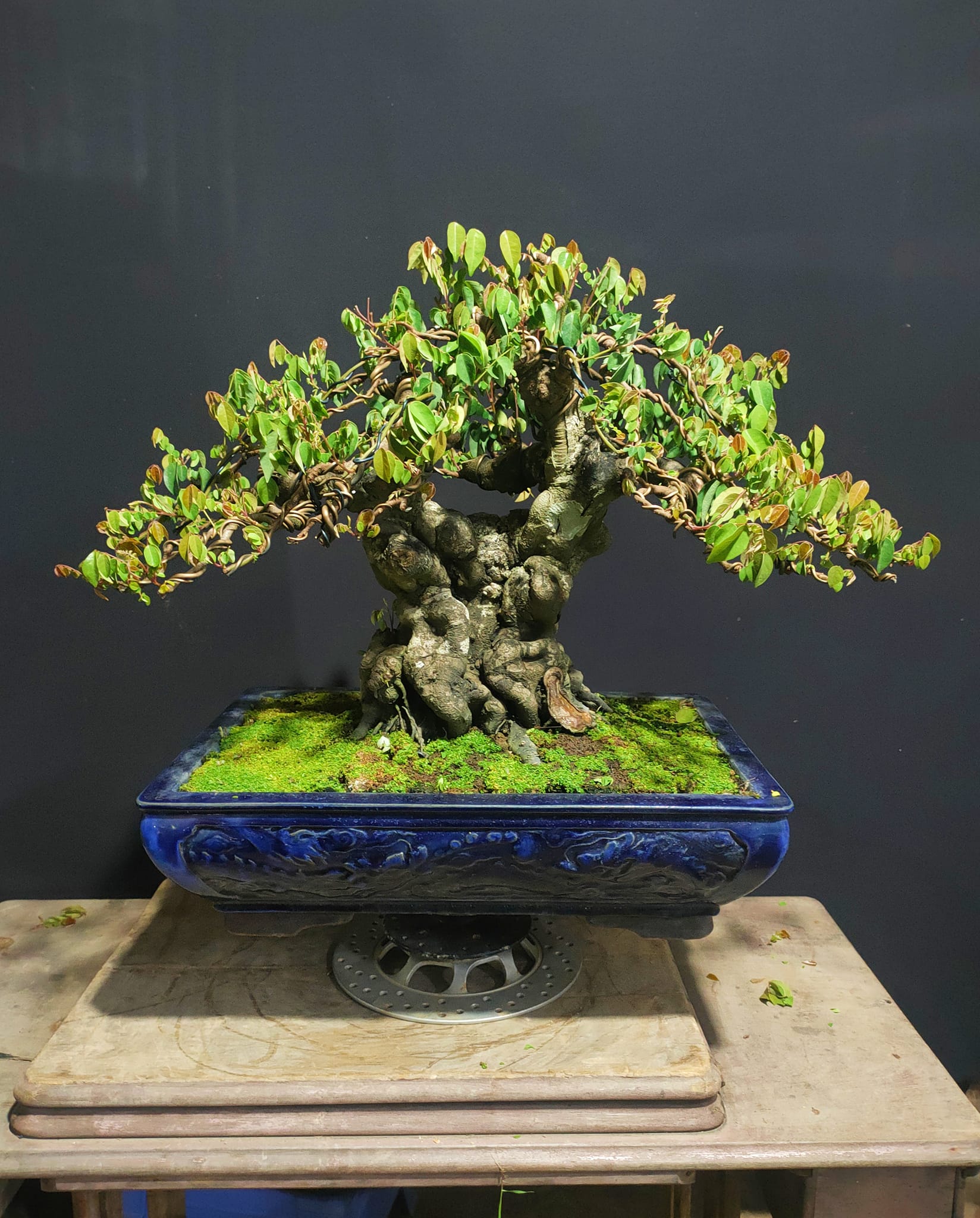 Bonsai mini để bàn: dáng độc lạ, dáng trực, ôm đá, dáng thác đổ