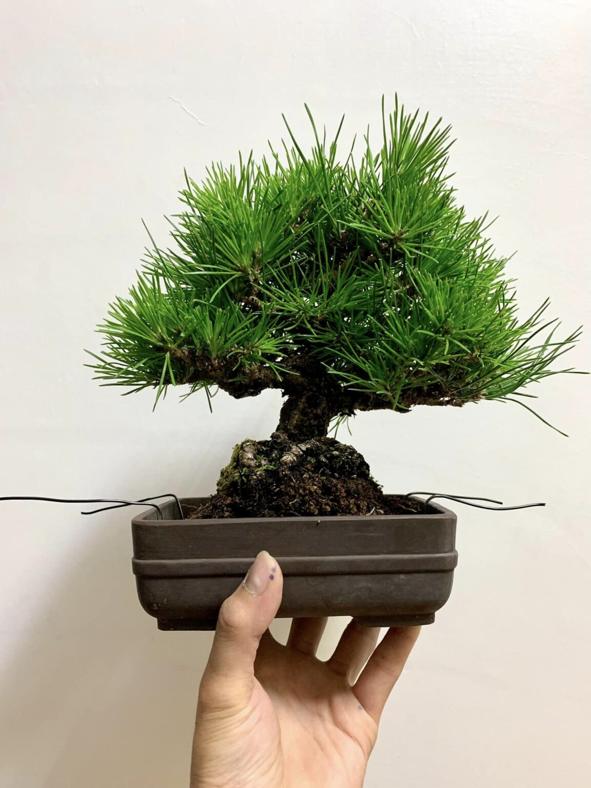 Bonsai mini để bàn: dáng độc lạ, dáng trực, ôm đá, dáng thác đổ