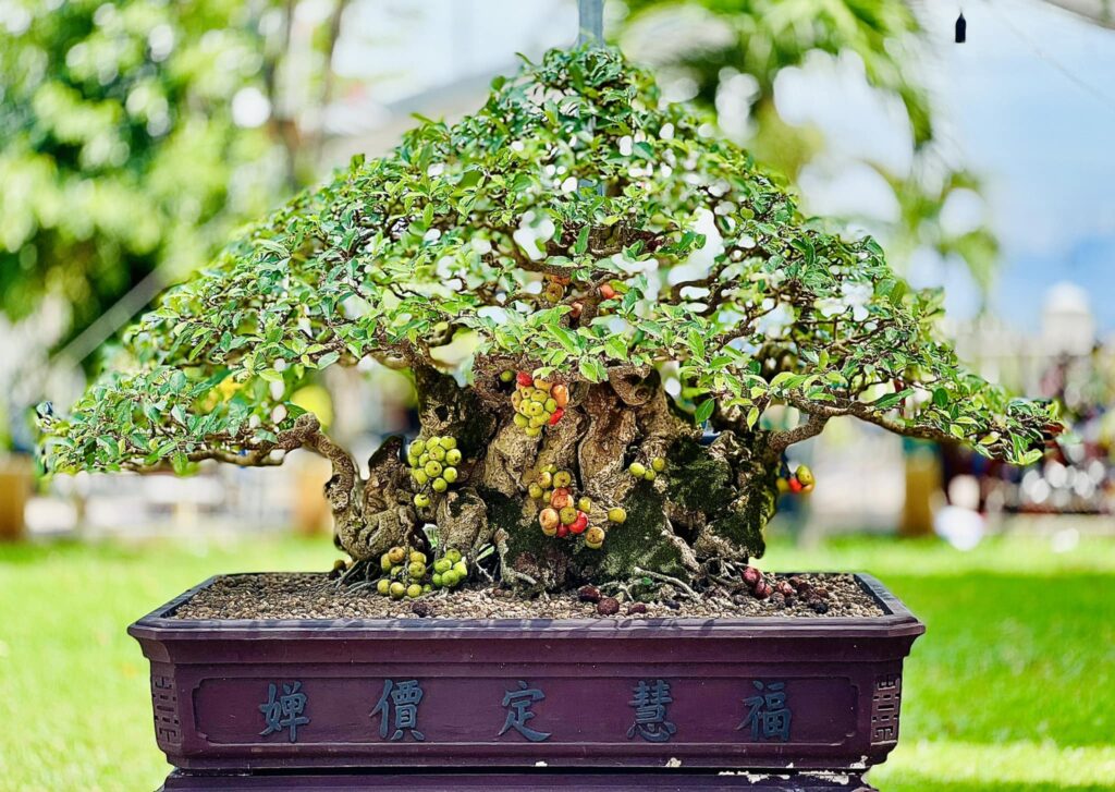 Cây sung bonsai đủ các dáng thế: giá bán, ý nghĩa, cách chăm sóc