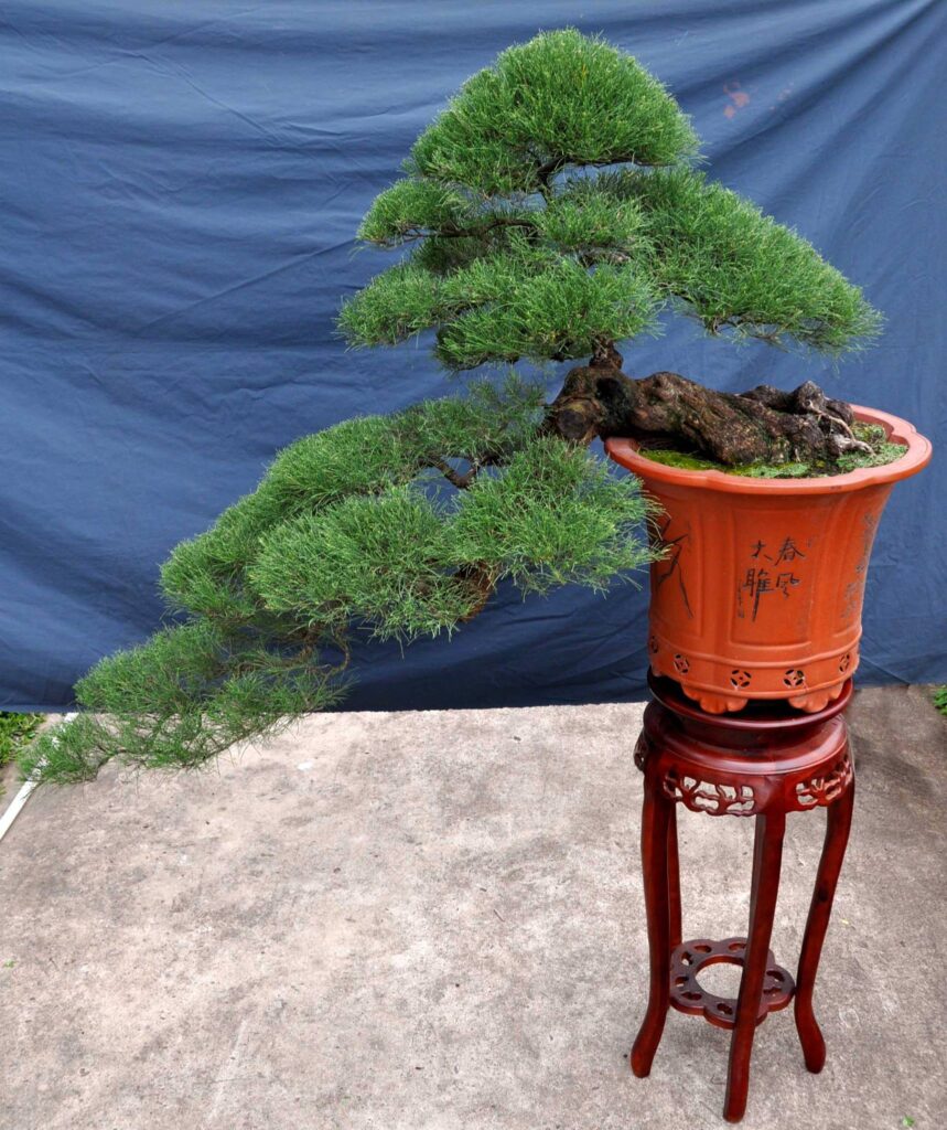 Cây Phi lao bonsai đủ các dáng thế, giá bán, ý nghĩa, cách chăm sóc
