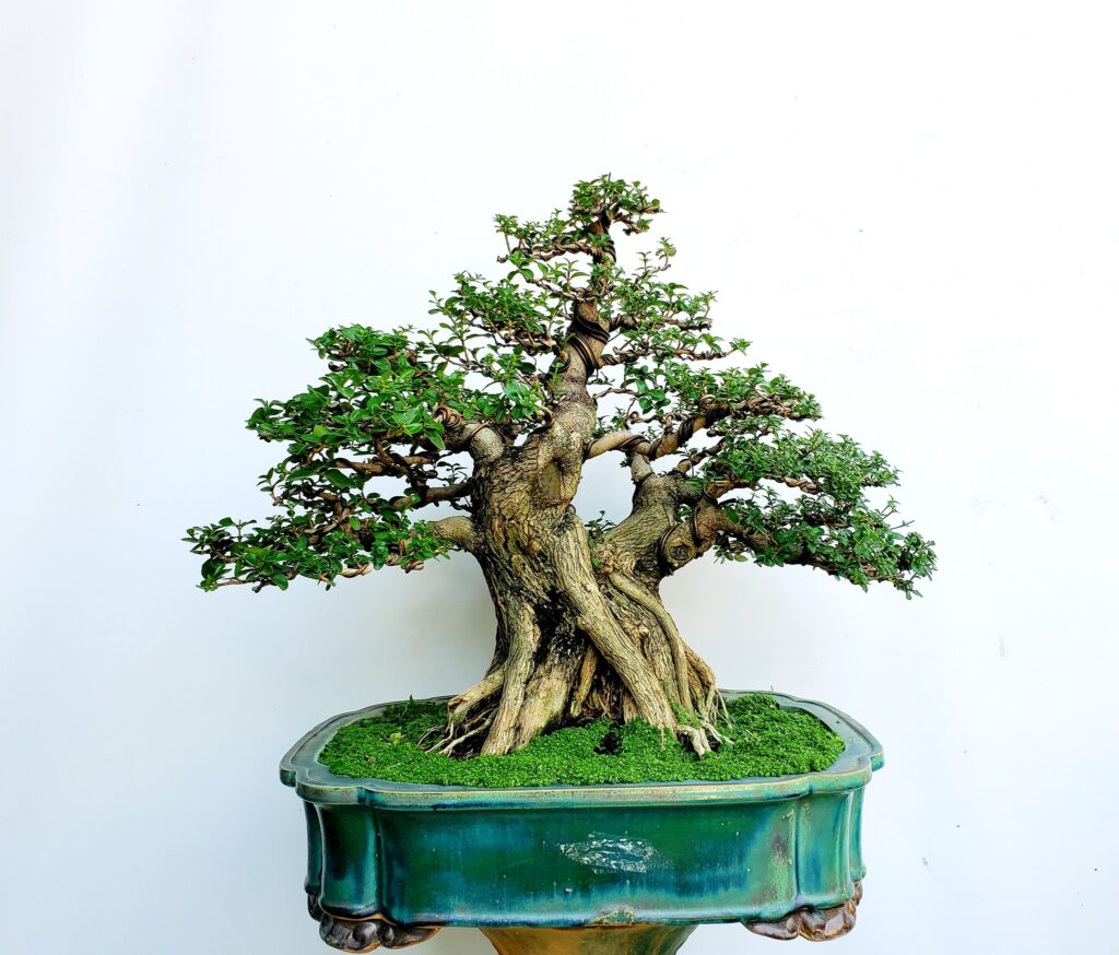 Cây sam hương bonsai đủ các dáng thế: giá bán, ý nghĩa, cách chăm sóc