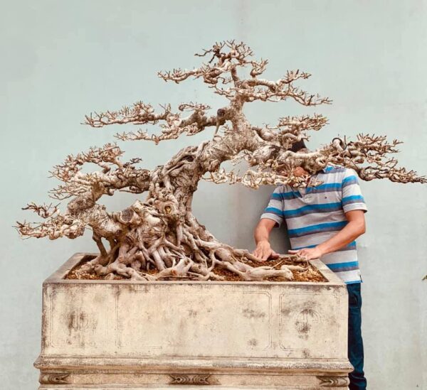 Cây si bonsai đủ các dáng thế: giá bán, ý nghĩa, cách chăm sóc