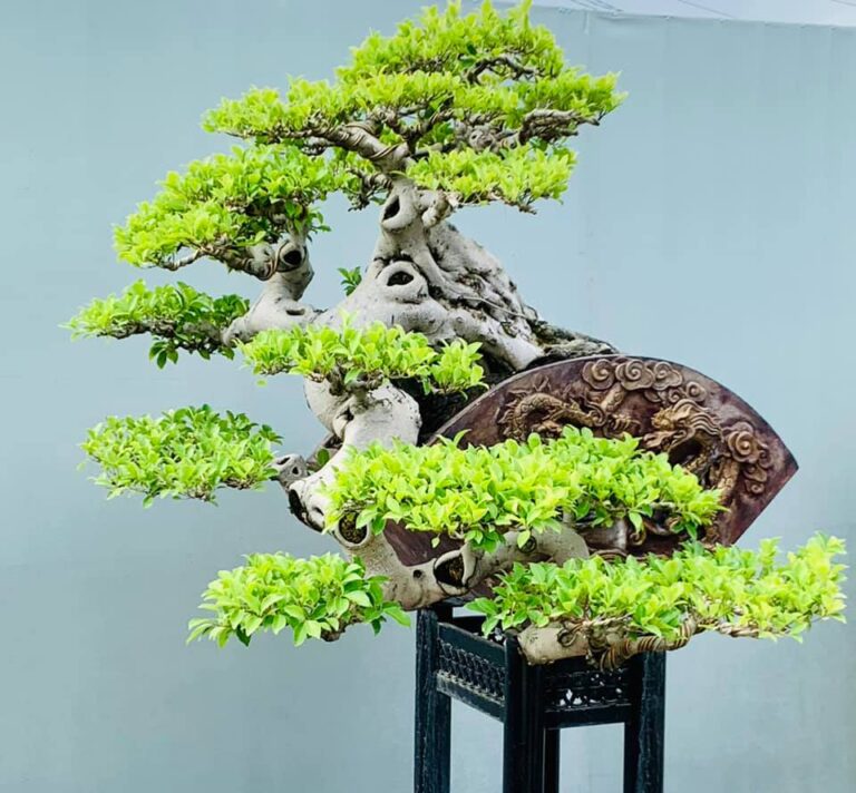 Cây si bonsai đủ các dáng thế: giá bán, ý nghĩa, cách chăm sóc