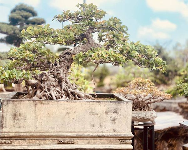 Cây si bonsai đủ các dáng thế: giá bán, ý nghĩa, cách chăm sóc