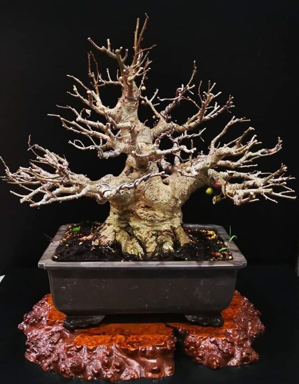 Cây sung bonsai đủ các dáng thế: giá bán, ý nghĩa, cách chăm sóc