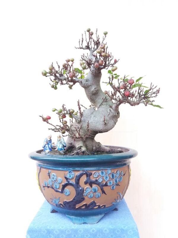 Cây sung bonsai đủ các dáng thế: giá bán, ý nghĩa, cách chăm sóc
