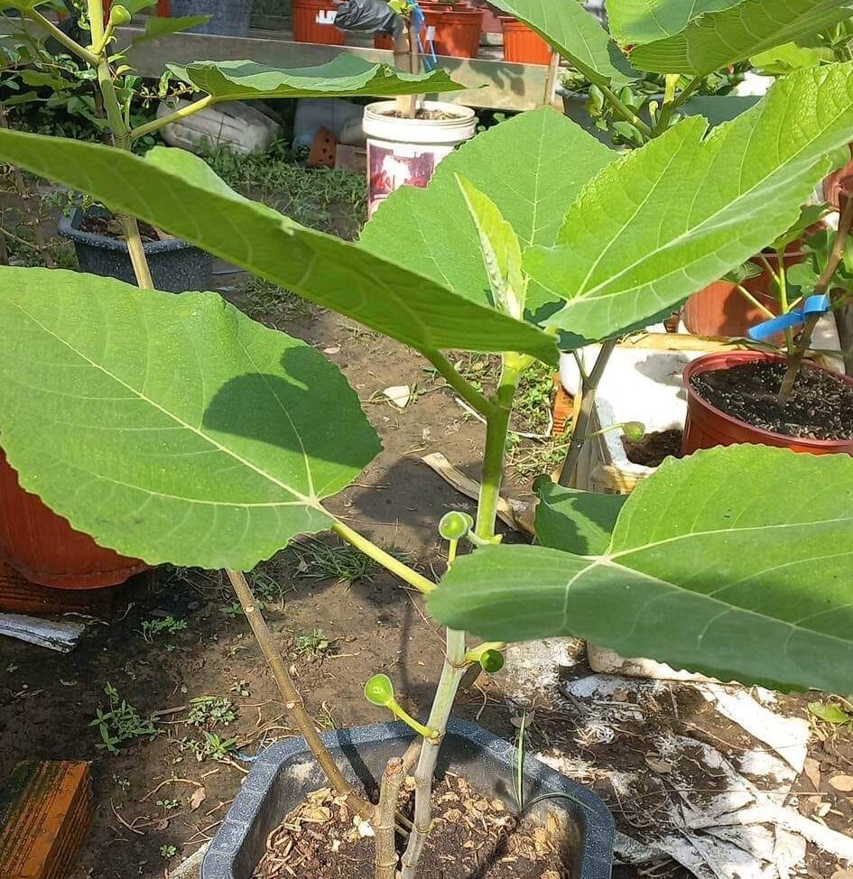 Cây sung bonsai đủ các dáng thế: giá bán, ý nghĩa, cách chăm sóc