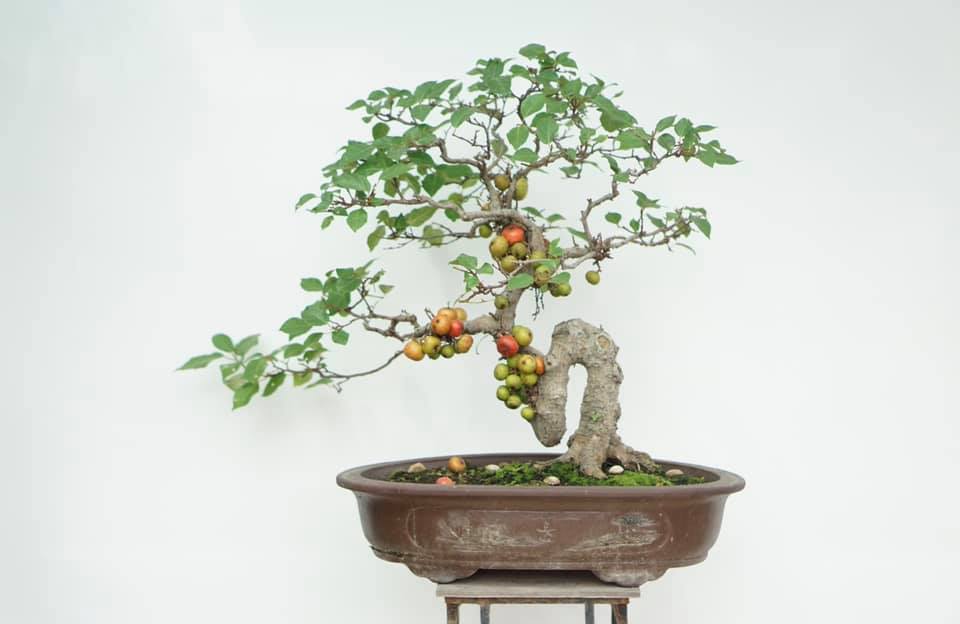 Cây sung bonsai đủ các dáng thế: giá bán, ý nghĩa, cách chăm sóc