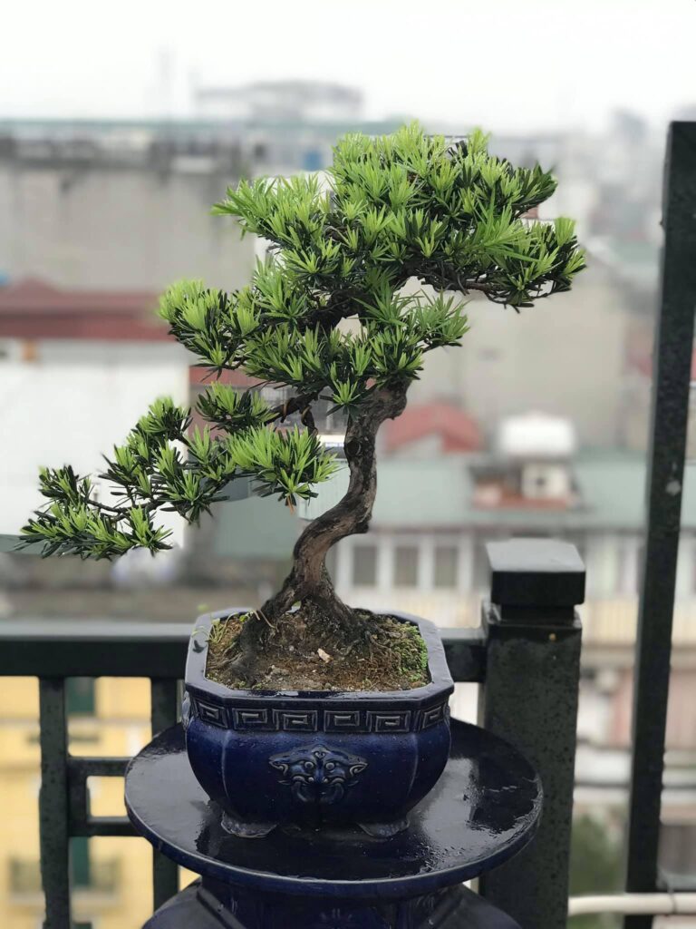 Bonsai dáng nhân văn: giá bán, cách tạo dáng và ý nghĩa, mẫu