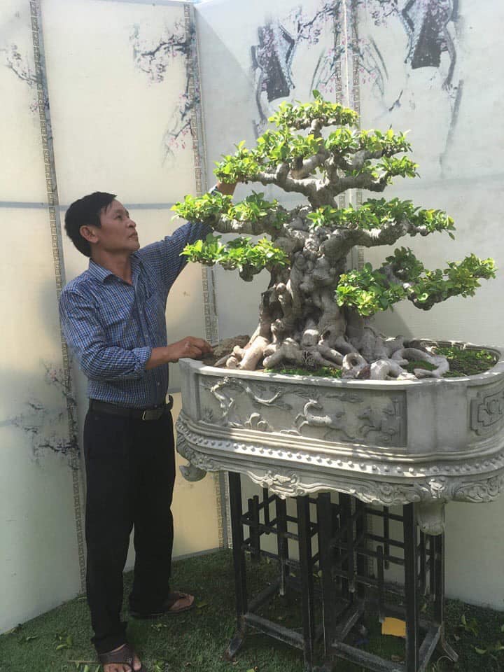 Cây si bonsai đủ các dáng thế: giá bán, ý nghĩa, cách chăm sóc