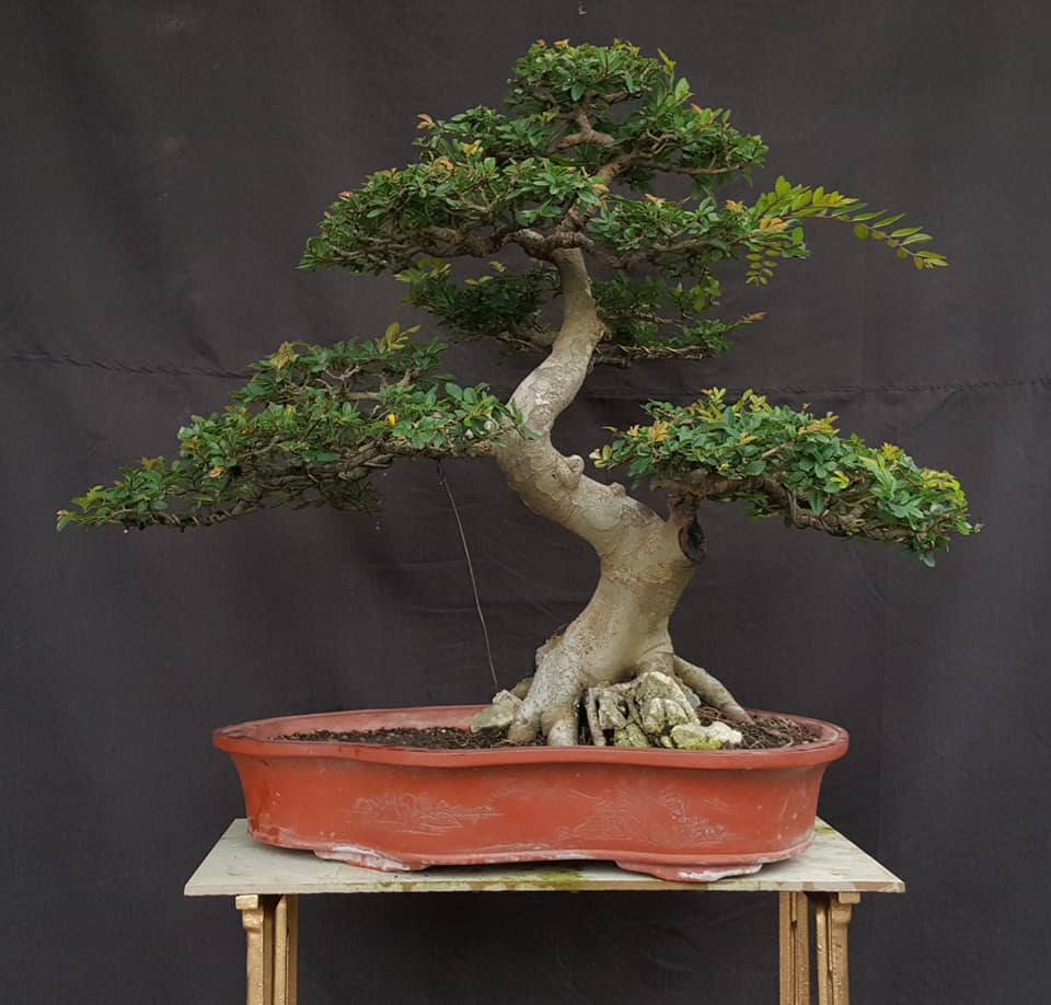 Cây du bonsai đủ các dáng thế: giá bán, ý nghĩa, cách chăm sóc