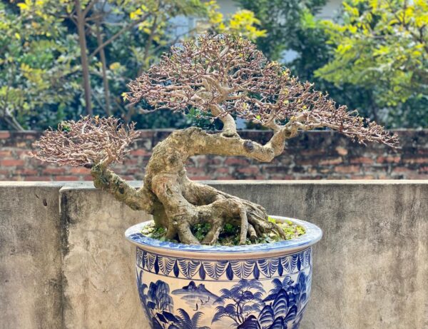 Cây sung bonsai đủ các dáng thế: giá bán, ý nghĩa, cách chăm sóc