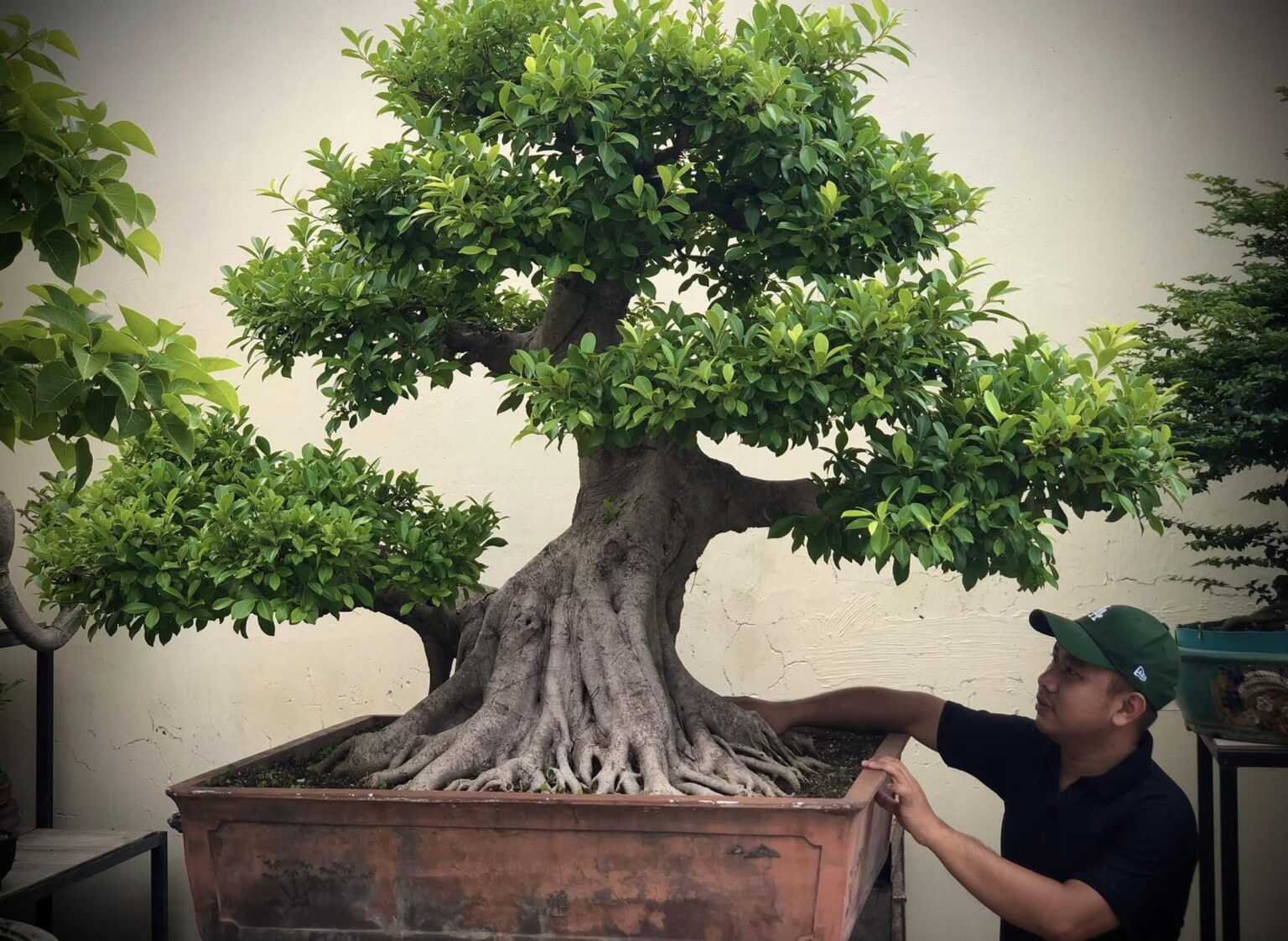 Cây si bonsai đủ các dáng thế: giá bán, ý nghĩa, cách chăm sóc
