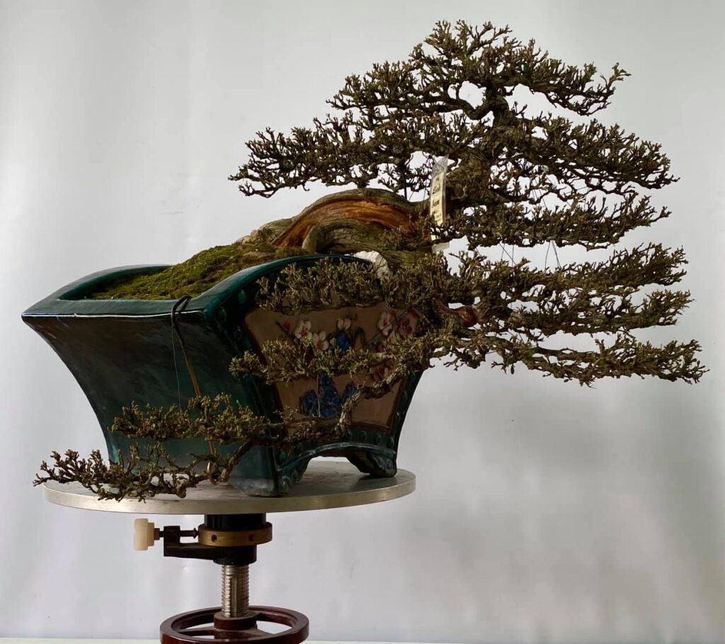 Cây linh sam bonsai đủ các dáng thế: giá bán, ý nghĩa, cách chăm sóc