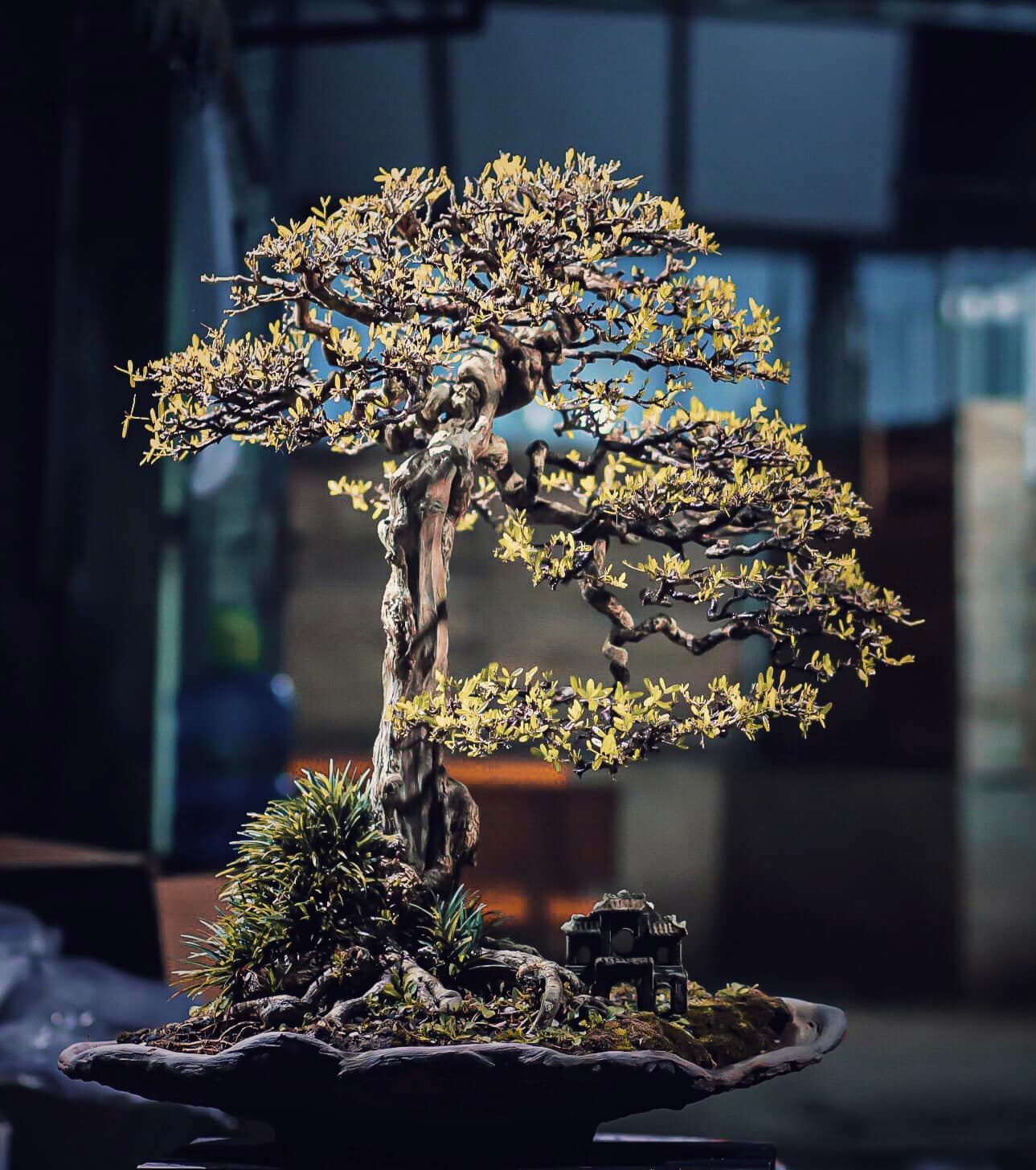 Cây linh sam bonsai đủ các dáng thế: giá bán, ý nghĩa, cách chăm sóc