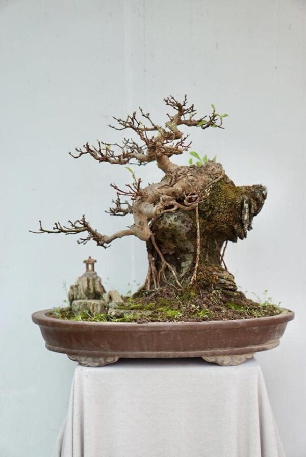 Cây sung bonsai đủ các dáng thế: giá bán, ý nghĩa, cách chăm sóc