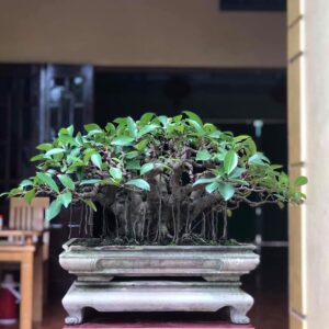 Cây si bonsai đủ các dáng thế: giá bán, ý nghĩa, cách chăm sóc