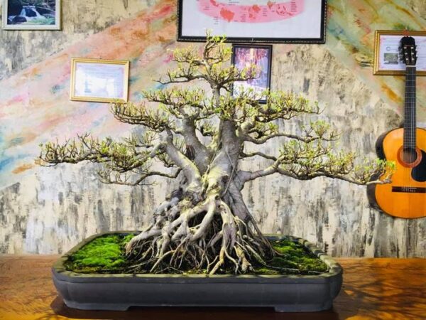 Cây si bonsai đủ các dáng thế: giá bán, ý nghĩa, cách chăm sóc