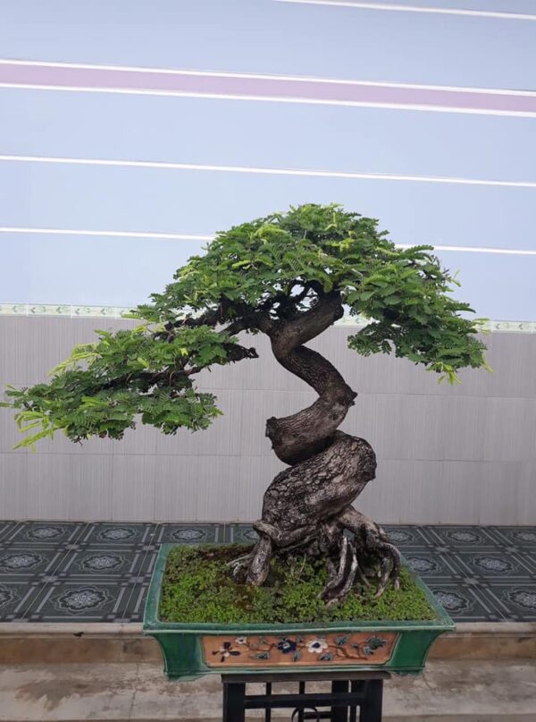 Cây me bonsai cực đẹp giá từ 1 triệu-800 triệu, để bàn, sân vườn đều có