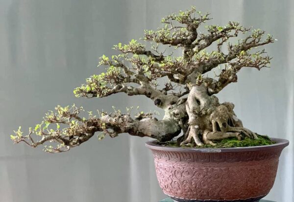Cây si bonsai đủ các dáng thế: giá bán, ý nghĩa, cách chăm sóc