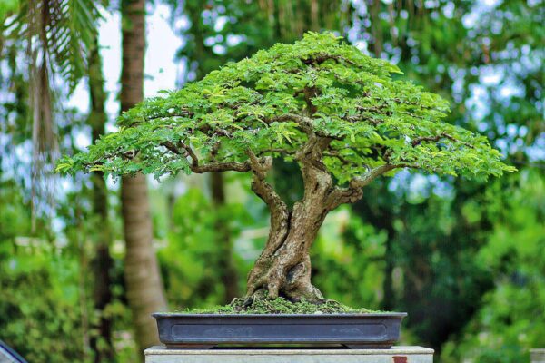 Cây me bonsai cực đẹp giá từ 1 triệu-800 triệu, để bàn, sân vườn đều có