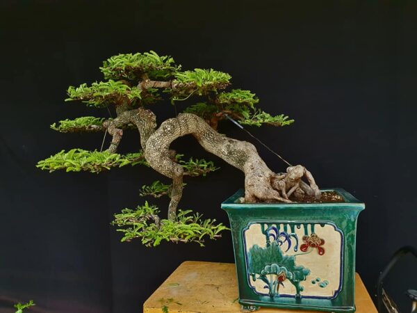 Cây me bonsai cực đẹp giá từ 1 triệu-800 triệu, để bàn, sân vườn đều có