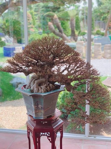 Cây si bonsai đủ các dáng thế: giá bán, ý nghĩa, cách chăm sóc
