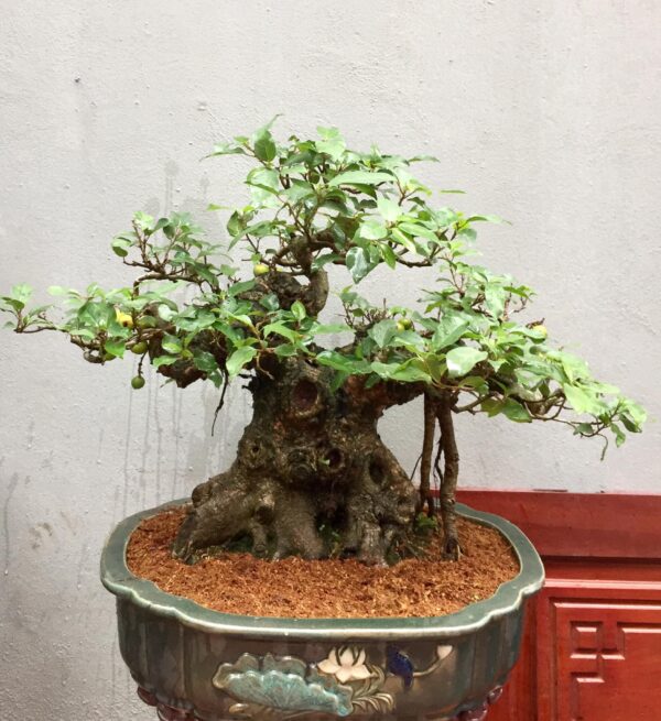 Cây sung bonsai đủ các dáng thế: giá bán, ý nghĩa, cách chăm sóc
