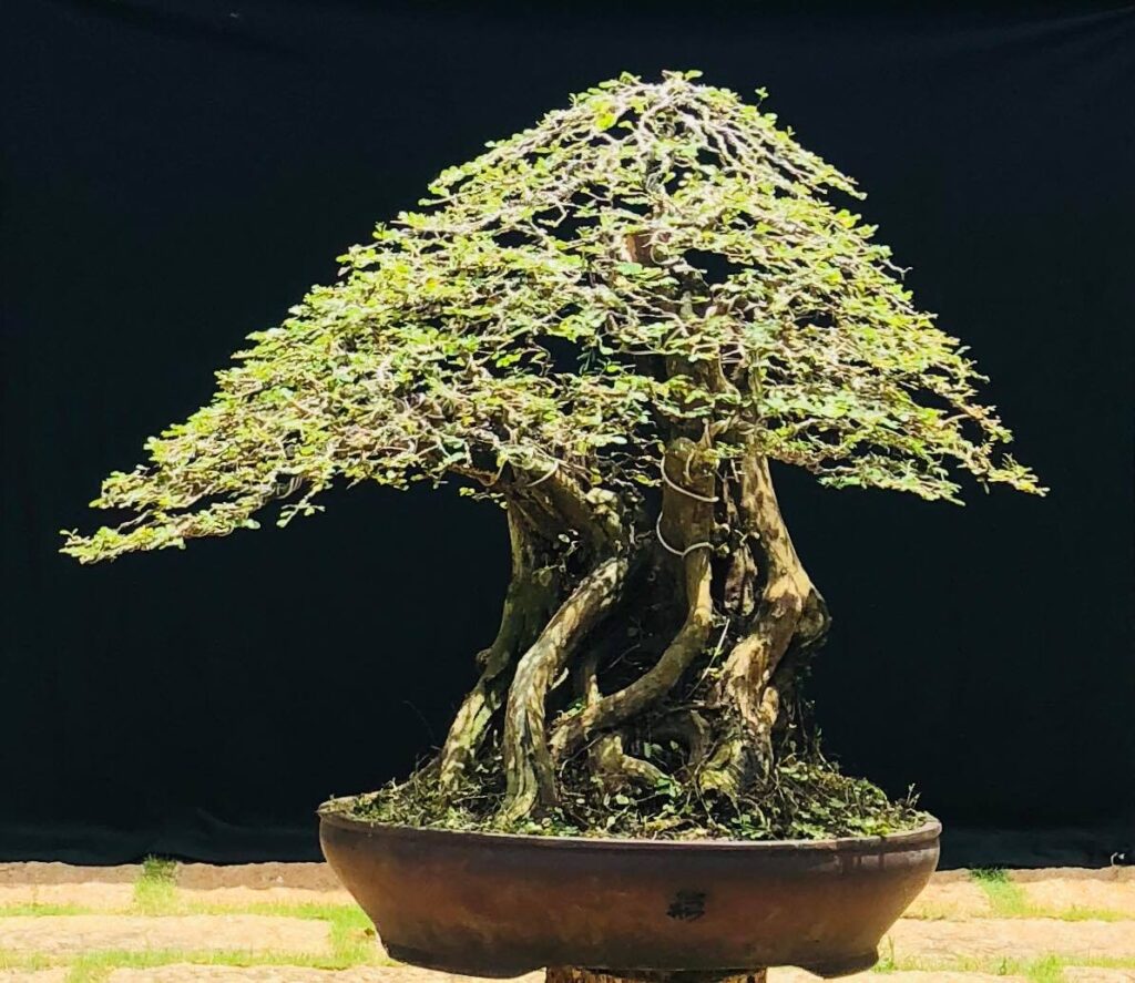 Cây sơn liễu bonsai cực đẹp: giá bán, ý nghĩa, các dáng, cách chăm