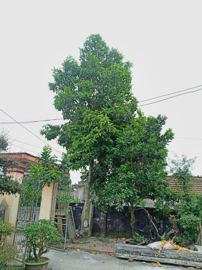 Cây Hoa Ngọc Lan : đặc điểm sinh trưởng, giá bán, cách trồng