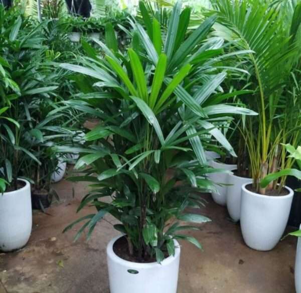 Cây mật cật: báo giá, địa chỉ bán, ý nghĩa, cách trồng và chăm sóc