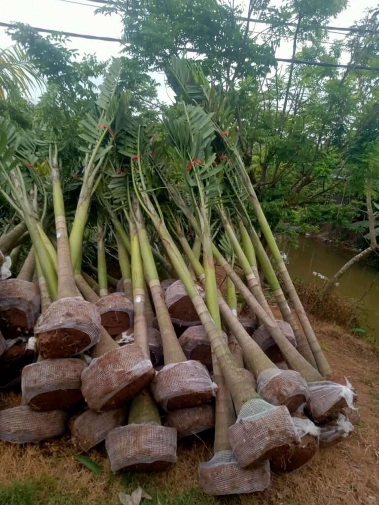 Cây Cau Đuôi Chồn : giá bán mỗi loại, cách trồng, ý nghĩa